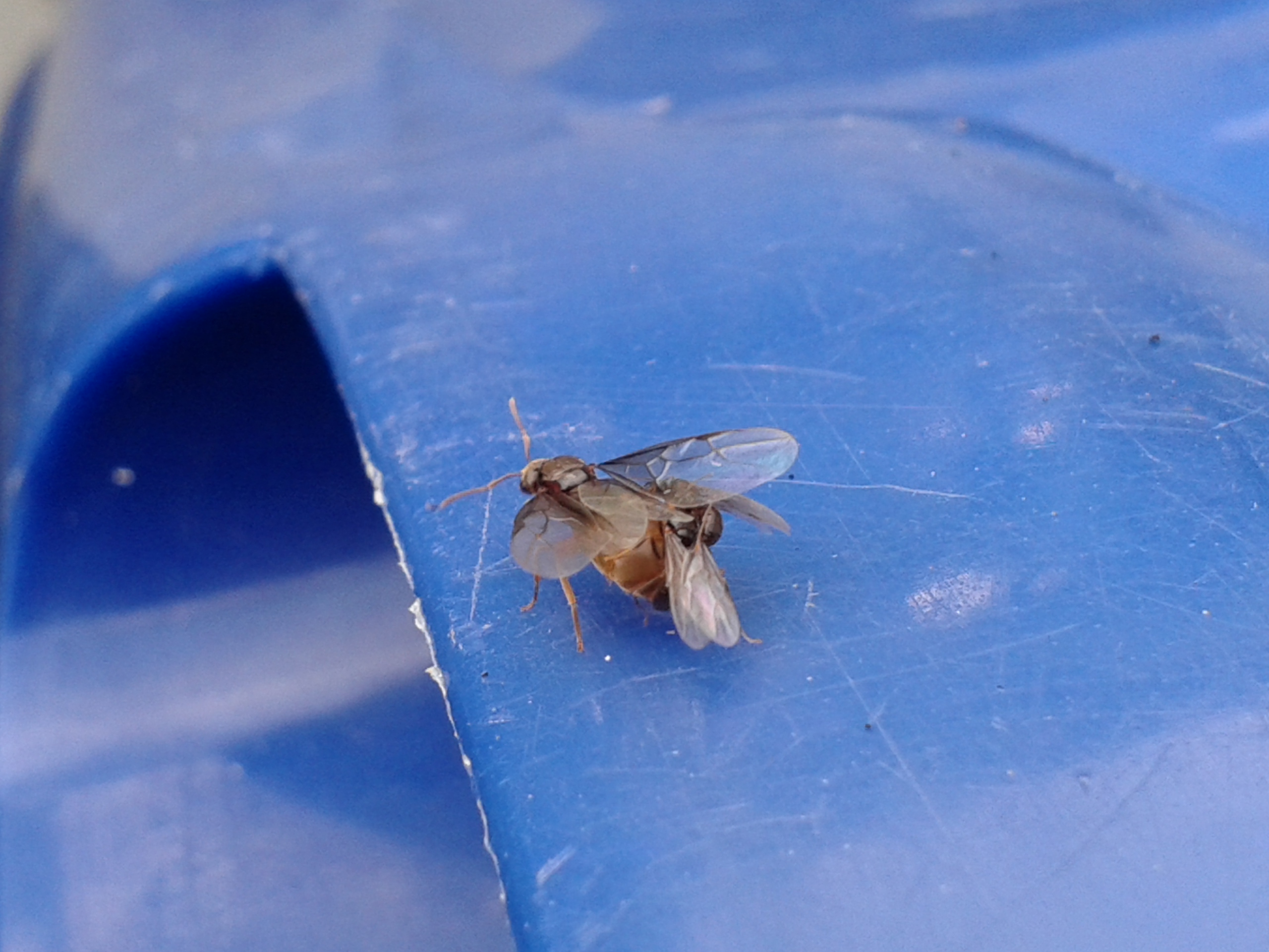 Ants - the masters of perfect timing. - Queen Bee Pest Management